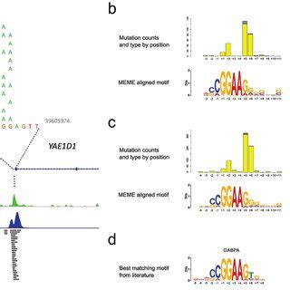 The Relationship Of Clustered Promoter Mutations To Transcription Download Scientific Diagram