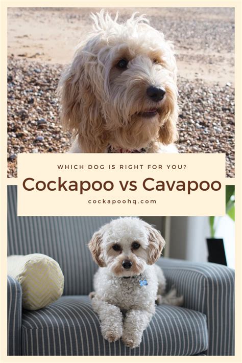 Do Cockapoos Bark A Lot Spoodle Barking Guide Artofit