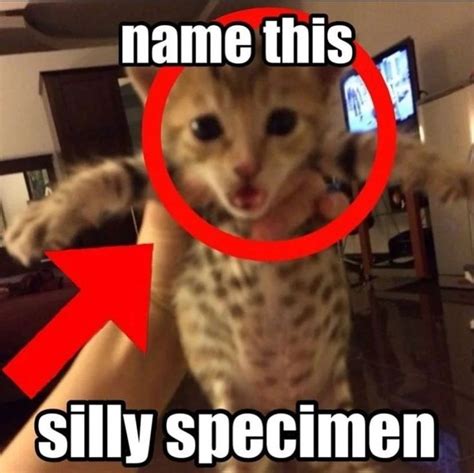 Name This Silly Specimen Rfunnymemes