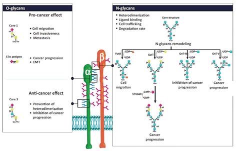 Cells Free Full Text Molecular Modeling Insights Into The Structure And Behavior Of