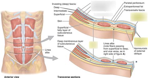 Rectus Sheath Diagram Quizlet