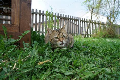 有灰色条纹的欧洲短毛猫
