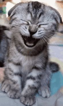 Laughing Cat S Tenor