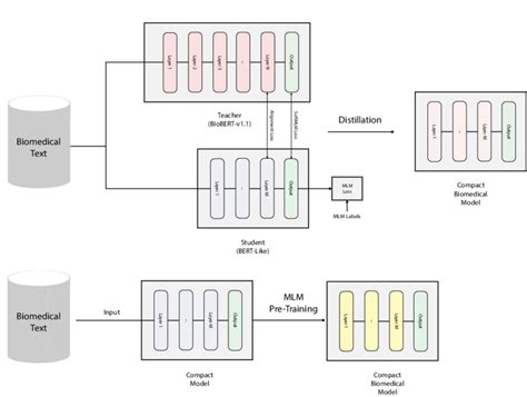 the two general strategies proposed for training compact biomedical