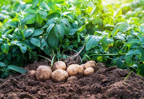 Full Guide On Best And Worst Potato Companion Plants
