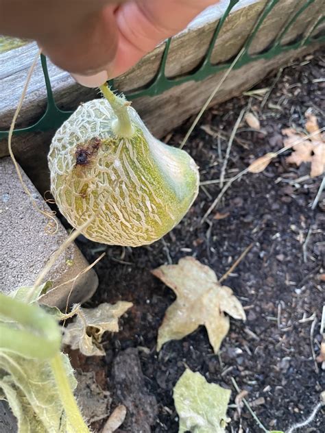 Whats The Issue With My Squash Dont Recall Exact Kind Not Growing