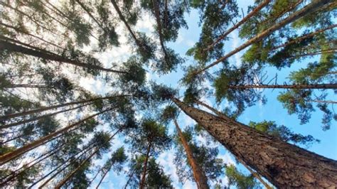 How Much CO2 Can Large Trees Absorb Inquirer Technology