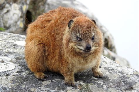 South Africa Revisited Rock Hyrax 1 By Wildplaces On Deviantart