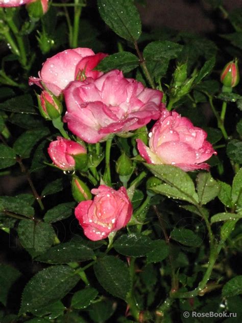 Галерея Teeny Weeny Buttons N Bows Felicity Ii Poulteeny