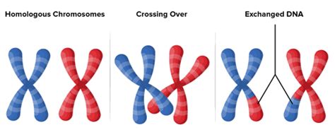 What Is Synapsis During Meiosis Characteristics And Definition Ck 12