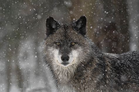 56 Hintergrundbilder Tiere Im Schnee Gogiilicious