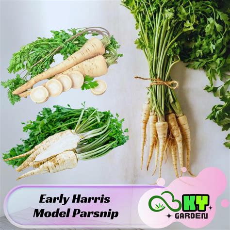 Early Harris Model Parsnip Seeds Biennial Edible Cold Resistant