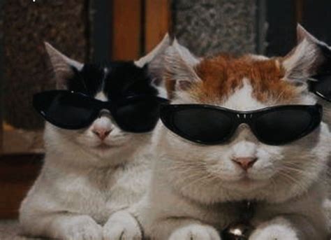 Two Cats Wearing Sunglasses