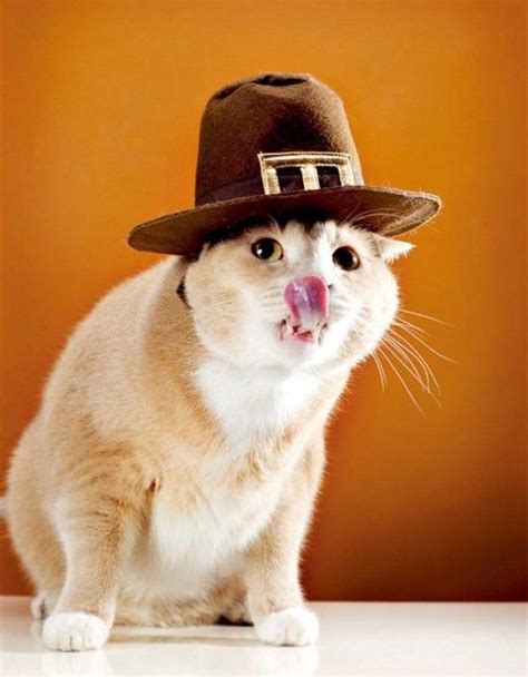 猫戴帽子立正猫戴帽子图片猫戴帽子火图大山谷图库