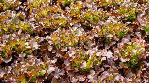 Red Oak Plant In A Hydroponic Vegetable Garden Stock Image Image Of