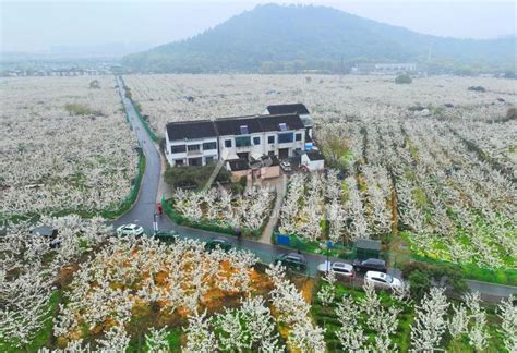 江苏苏州：千亩梨田又到春花烂漫时 人民图片网