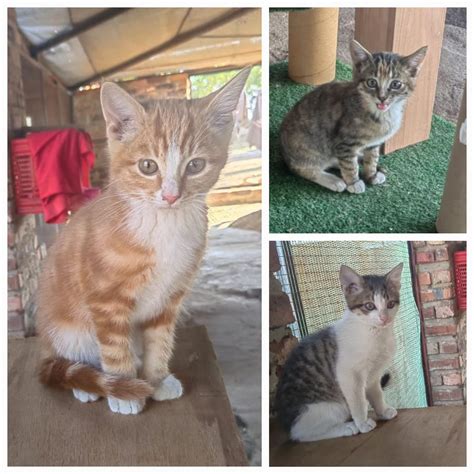 Dbv Spca Mokopane Waterberg Online