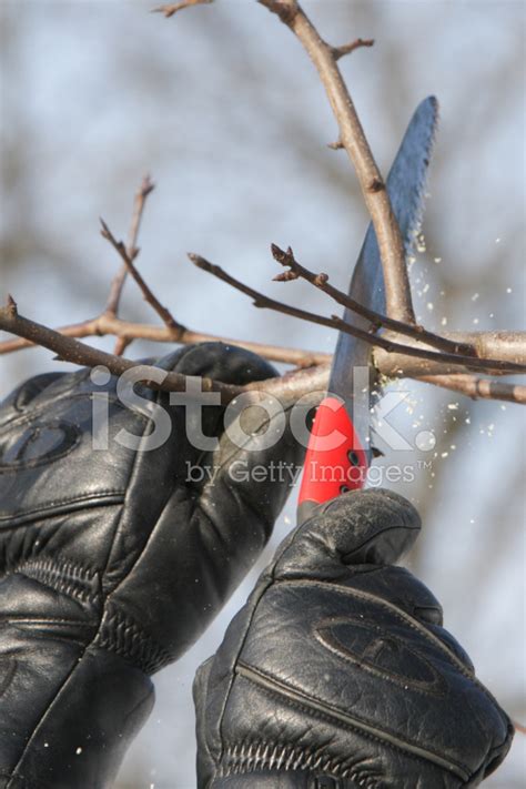 Tree Cutting Stock Photo Royalty Free Images FreeImages