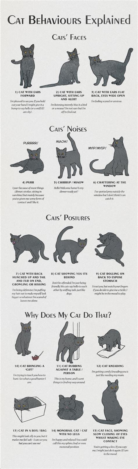 Cat Behavior Explained R Coolguides