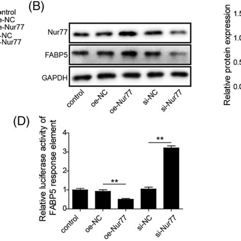 Polypyrimidine Tract Binding Protein 1 Ptbp1 Silencing Inhibited In Download Scientific