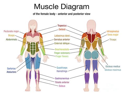 Woman Anatomy Diagram