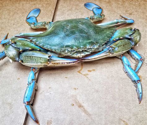 Chesapeake Bay Crabs Maryland Crab Feast Recipe