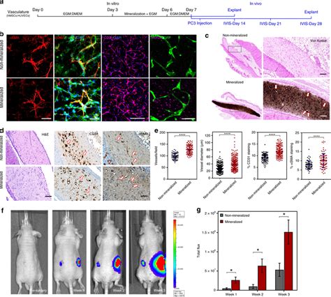 Vascularization Of Mineralized Cell Laden Collagen And Interaction With Download Scientific
