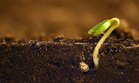 Seed Sprout