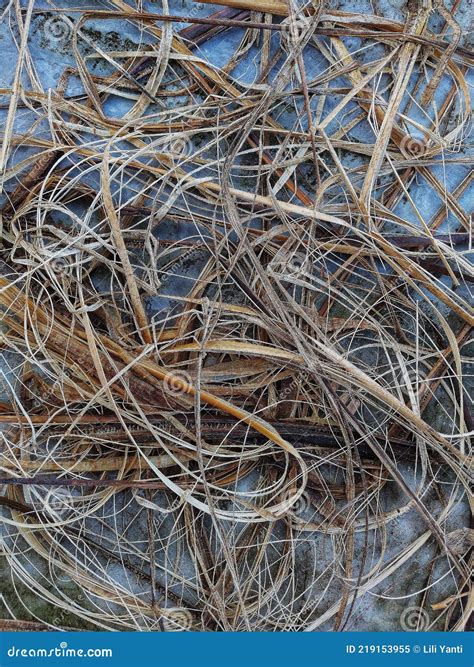 Dry Fibers From The Banana Tree Midow Look Unique Stock Image Image