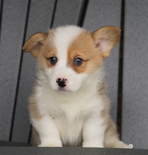 Akc Registered Pembroke Welsh Corgi For Sale Millersburg Oh Male Co