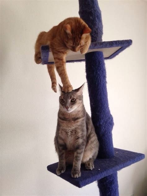 My Cat Being An Asshole To My Other Cat Meme Guy