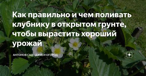 Как правильно и чем поливать клубнику в открытом грунте чтобы вырастить хороший урожай