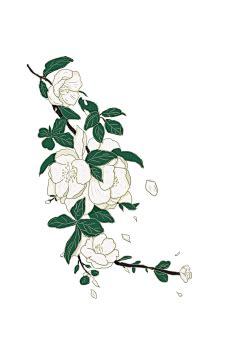 山茶花 花瓣 undefined