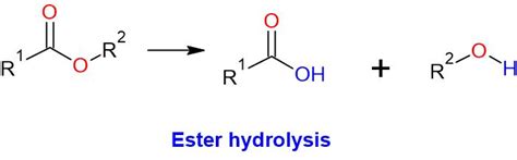Ester Hydrolysis Organic Synthesis