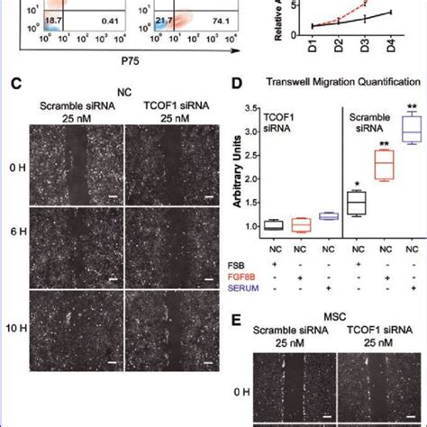 Induction And Differentiation Of Ipsc Derived Rosette Neural