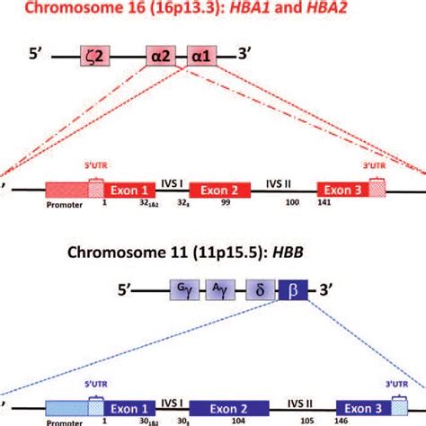 General Structure Functional α Globin Genes A And The β Globin Gene