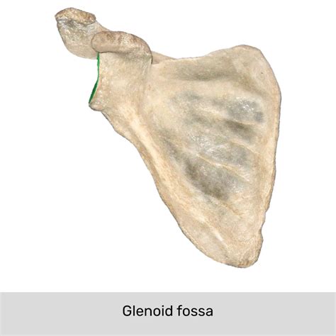 Labeled Scapula Diagram