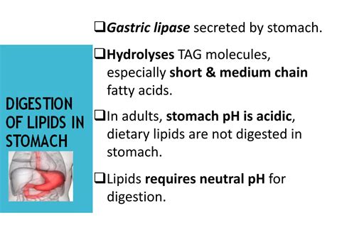Digestion Absorption Of Lipids PPTX Digestive Disorders Diseases And Conditions