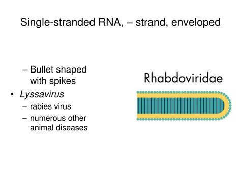Ppt Single Stranded Dna Non Enveloped Powerpoint Presentation Free Download Id 6743589