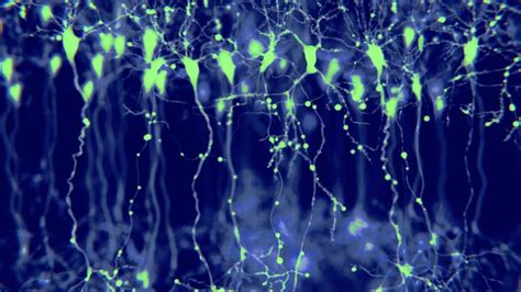 Scientists Surprised To Find Neurons In Visual Cortex Of The Brain