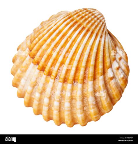 Mollusca Clam