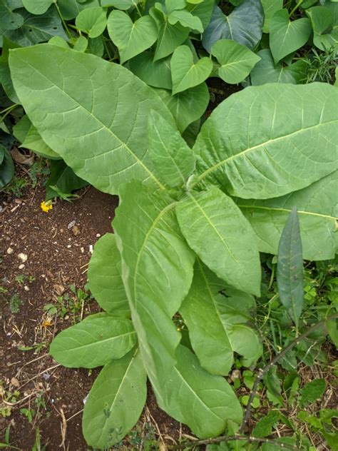 What Broad Leafed Plant Is This Rwhatsthisplant