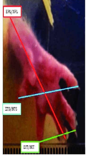 Representation Of The Measured Distances To Be Used In The SFI Formula Download Scientific