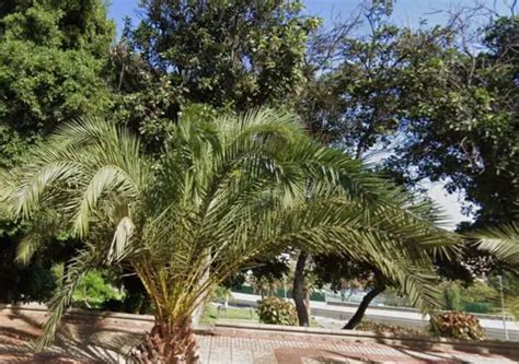 Outdoor Sex In Parque Doramas Las Palmas Gran Canaria Swingerscloud