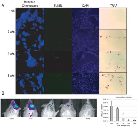 A Far Left Column Fish Staining For Human Sex Chromosomes In Hasc Download Scientific A Far Left Column Fish Staining For Human Sex Chromosomes In Hasc Download Scientific