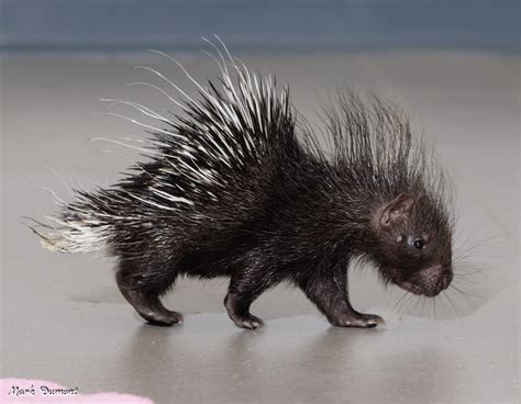 Porcupine Quills