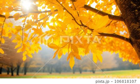 晴れた秋の紅葉のイラスト素材 106818107 PIXTA