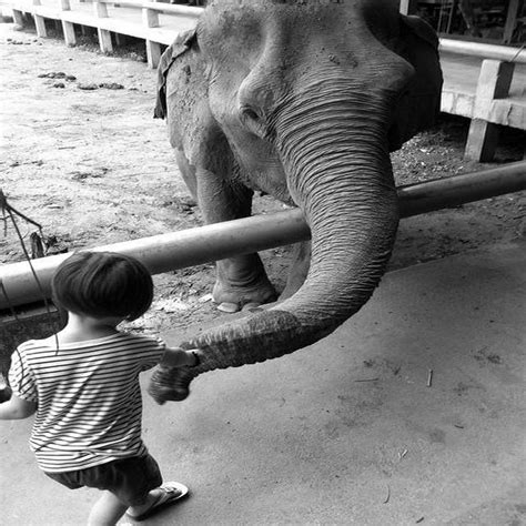 Grayscale Segmentation Computer Vision Dataset By Yolov8new