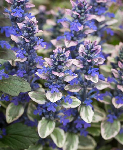Ajuga Reptans Burgundy Glow Hayloft
