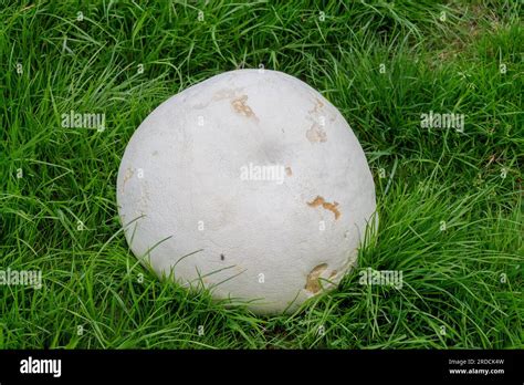 Giant Puffball Fungus Calvatia Gigantea Or Giant Puffball Mushroom